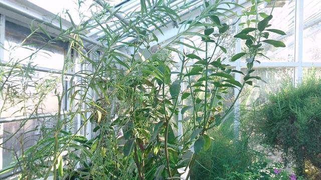 Флора южной Африки в ботаническом саду Орхус, Дания. 5 мар. 2022