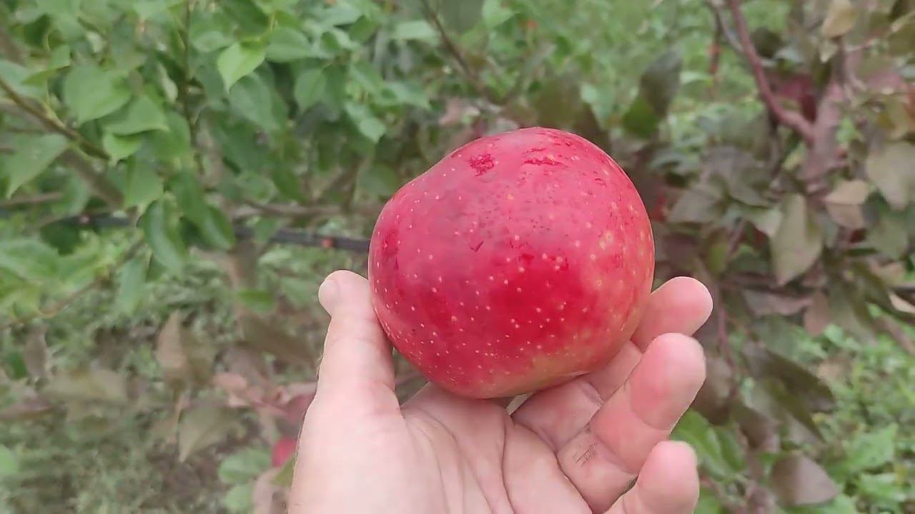 Байя Мариса