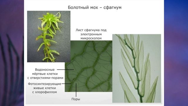 §14 "Мхи", Биология 5 класс, Сивоглазов, Плешаков.mp4