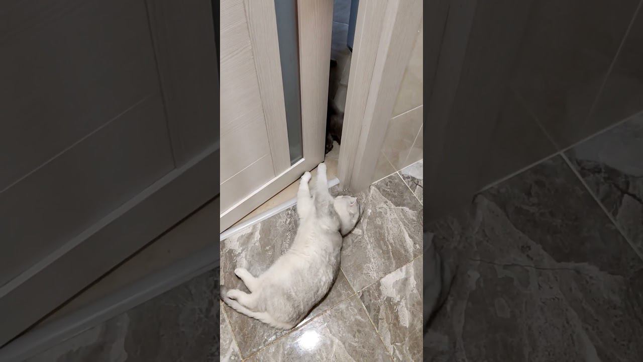 Кино "Двое:я и моя тень"#cat #кот #catlover #котики #тренды #рекомендации