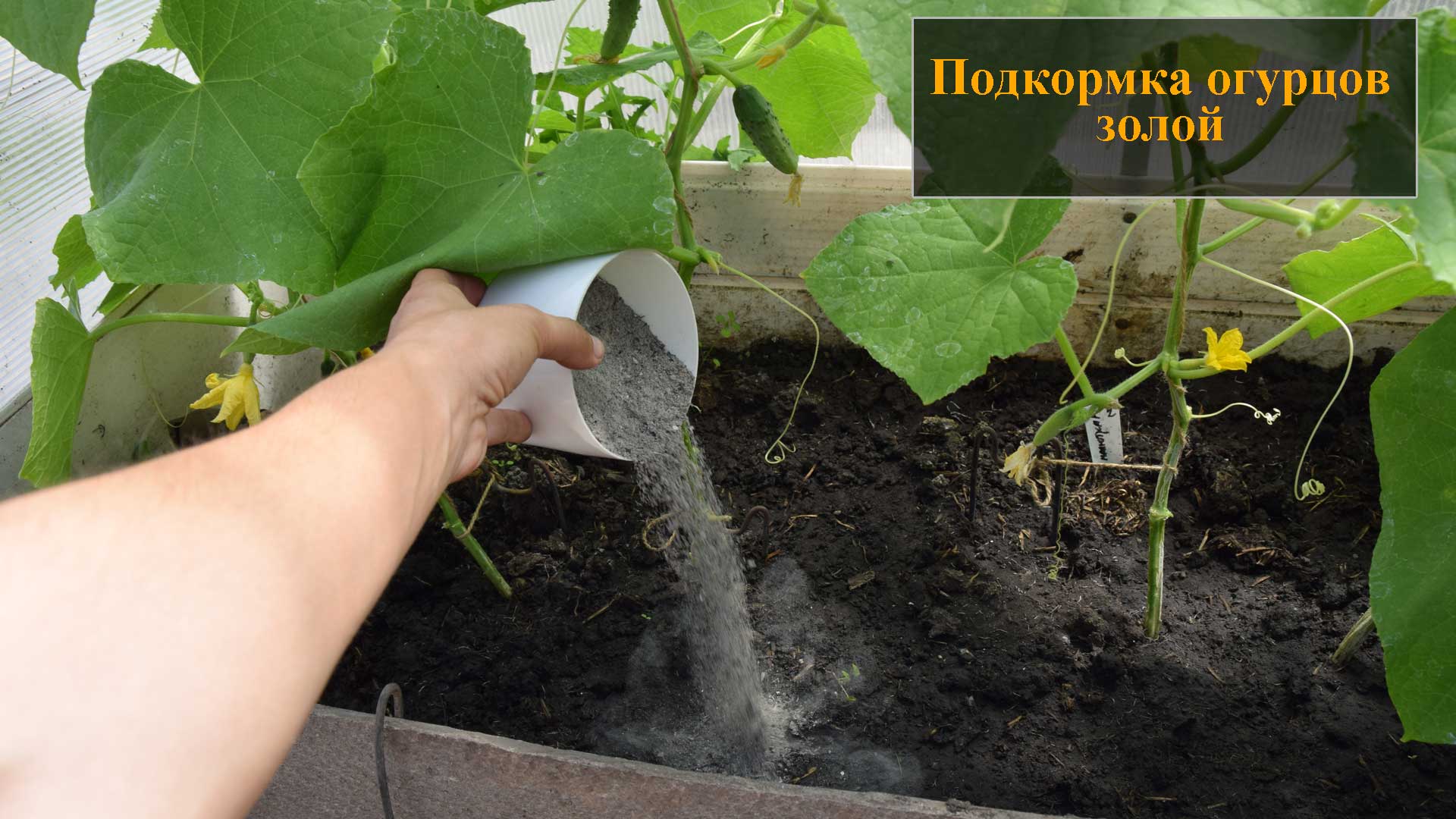Подкормка огурцов золой