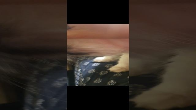 Топтушки кошки.