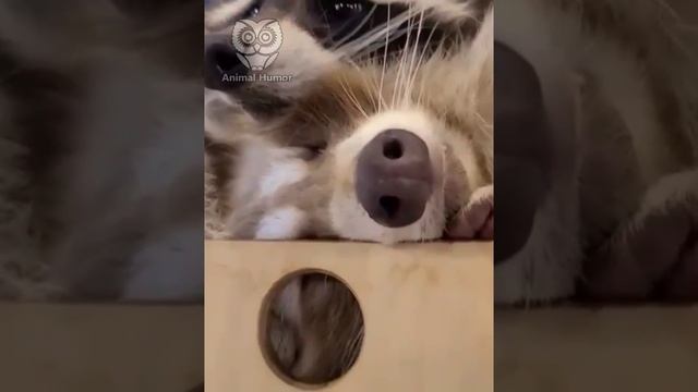 Доброе утро, носики-курносики!