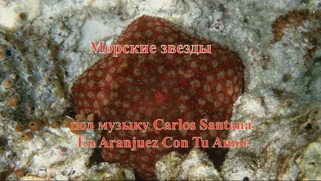 22. Морские звезды под музыку Carlos Santana En Aranjuez Con Tu Amor Слайд-шоу HD
