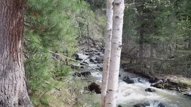 Горный Алтай 2021_6. Незабываемый поход по эко-тропе "Третья речка" в п. Артыбаш у Телецкого озера