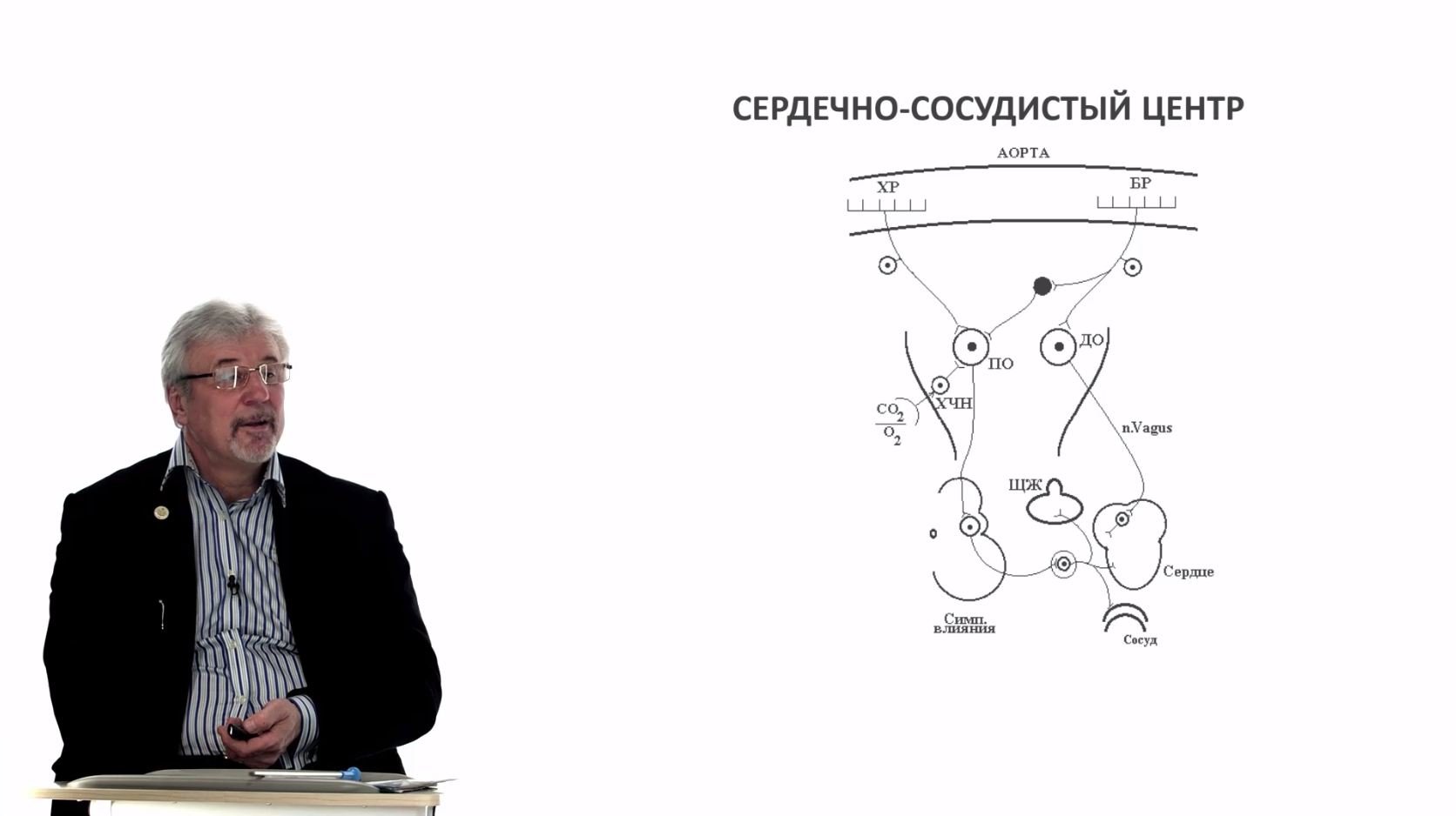Евсеев А.В. Нормальная физиология. Лекция №20. Регуляция гемодинамики. 2024