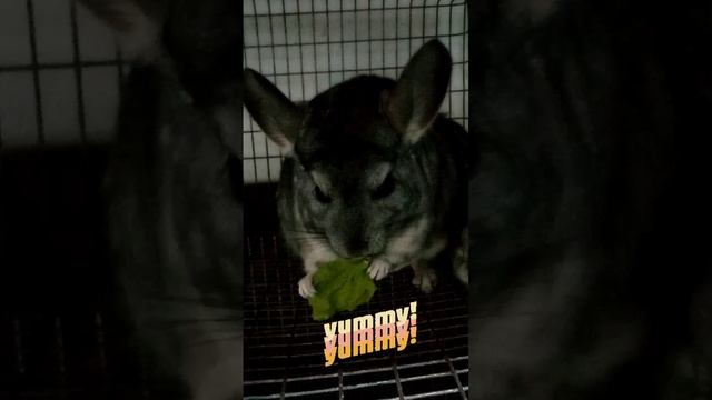 Зелёные хрустящие чипсы для шиншилл