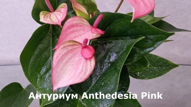 Антуриум Anthedesia Pink
