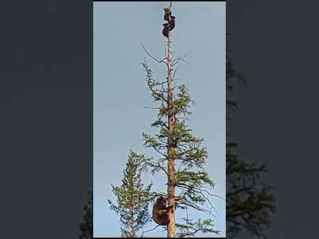 Медведица снимает с дерева трех медвежат. Мотопробег в честь 50-летия БАМ. Видео от Евгения Захарова