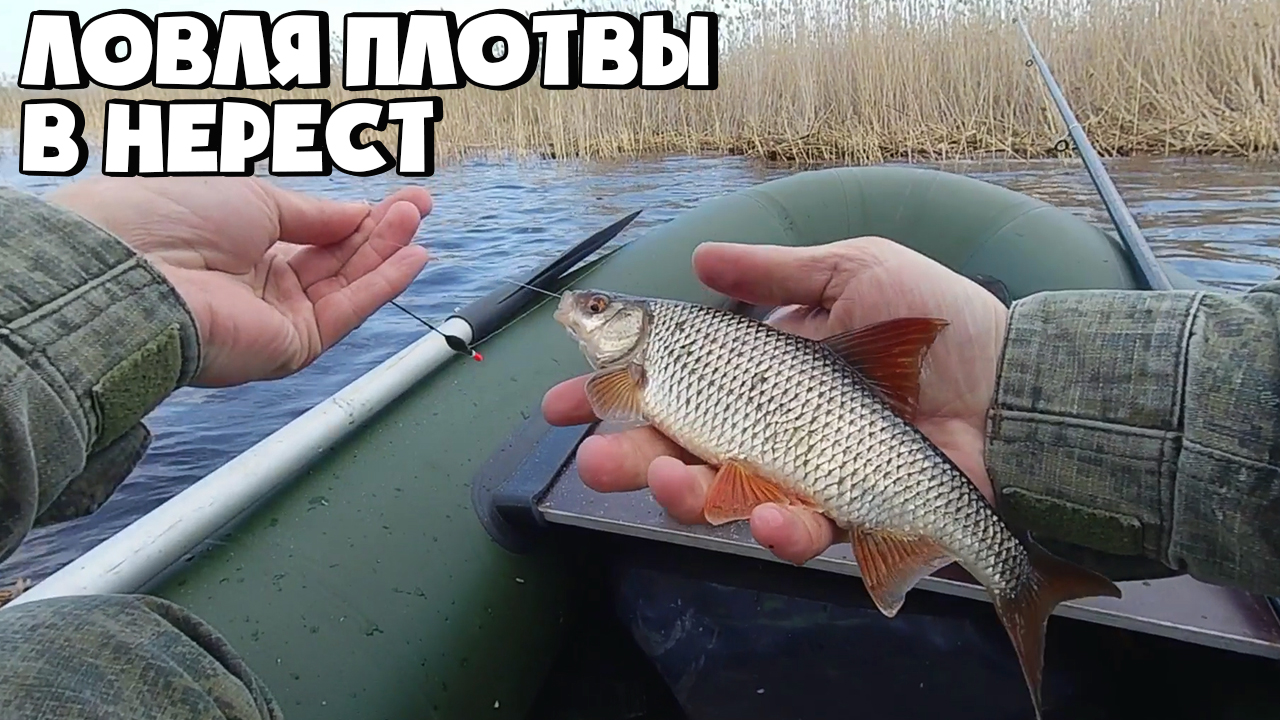 ЛОВЛЯ ПЛОТВЫ В НЕРЕСТ НА УДОЧКУ НА ТЕПЛОМ ОЗЕРЕ