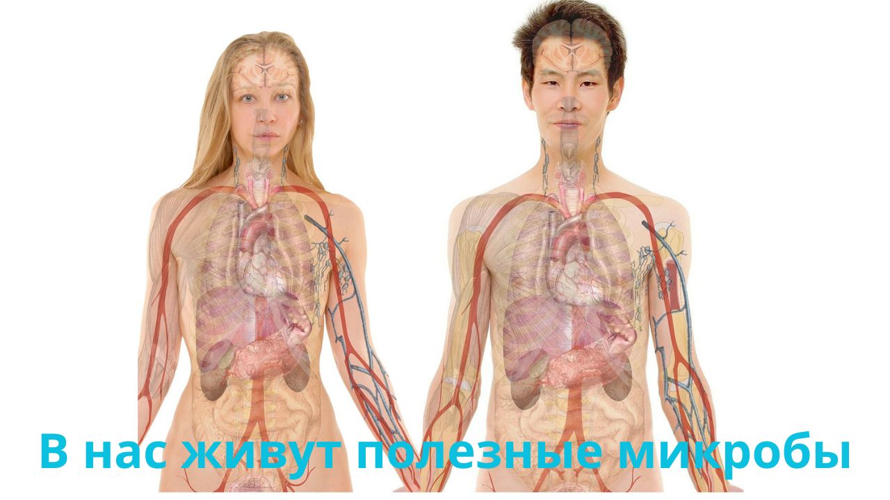 В нас живут полезные микробы.