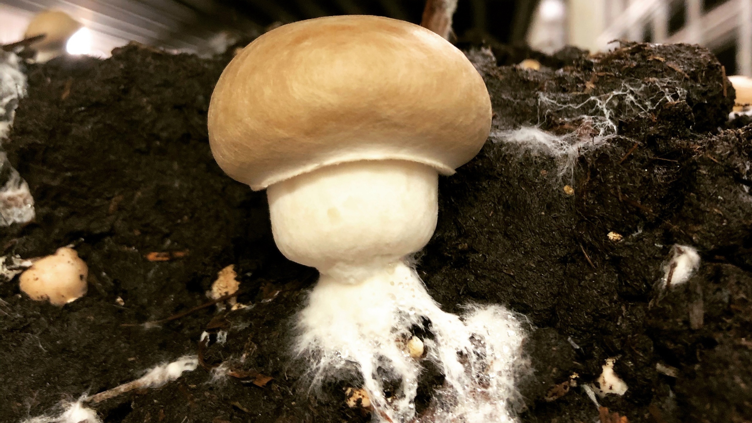 Бизнес в гараже. Выращивание Шампиньонов