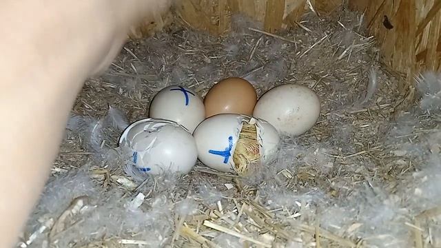 Утка вывела цыплят, но есть потери. Мускусная утка. Индоутка. Цыплята..