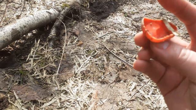 Собираю первый грибной урожай в этом году.