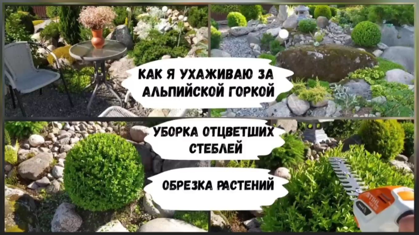 Как я ухаживаю за альпийской горкой (июль 2022 г.)