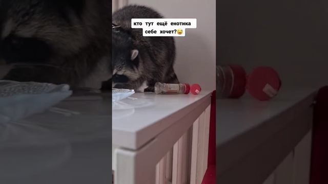 Енот Витя залез на стол #shorts