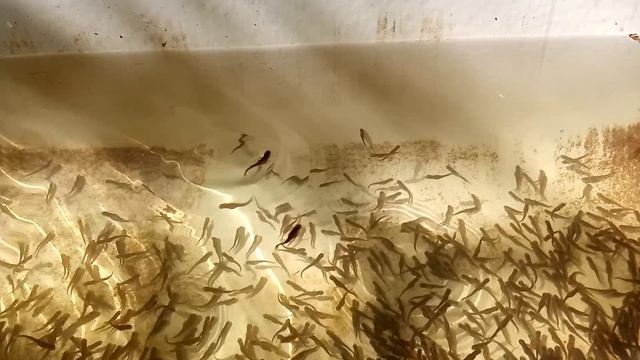 подращивание мальков форели в бытовой ванне 2022