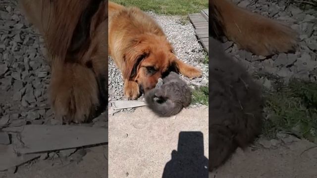 Волкодав и котёнок