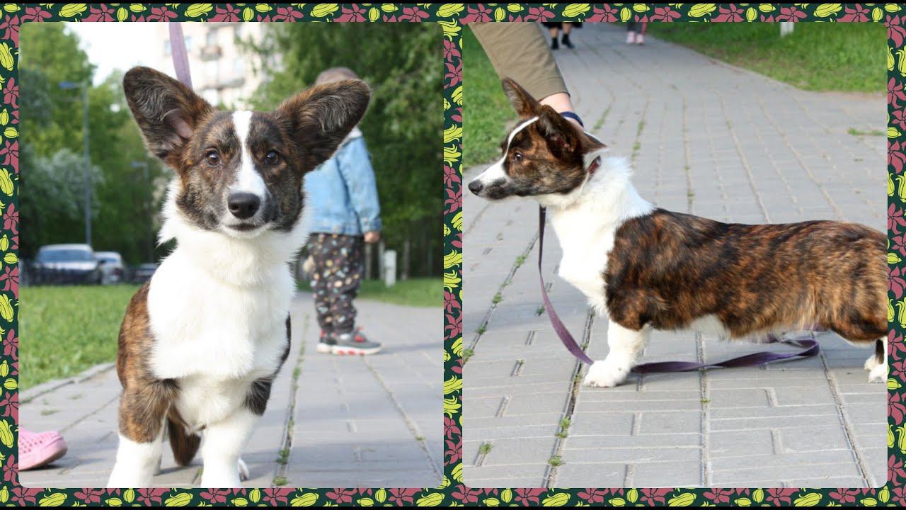 Щенок вельш корги кардигана Жасмин.