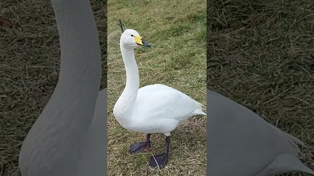 Красавец Гоша.  Санаторий Лаба.