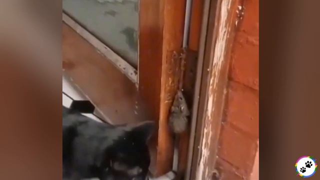 Забавные питомцы #82