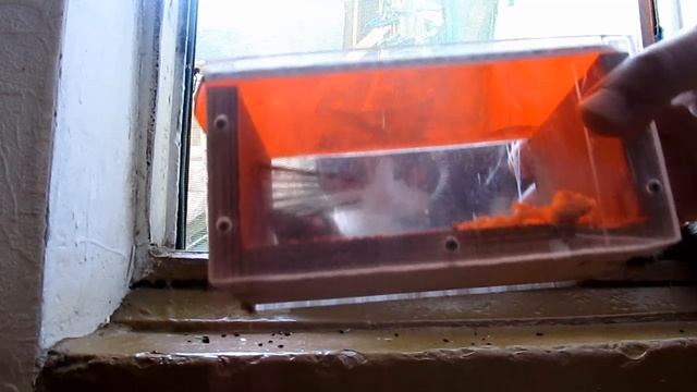 Кот,  мышка, и сколопендра