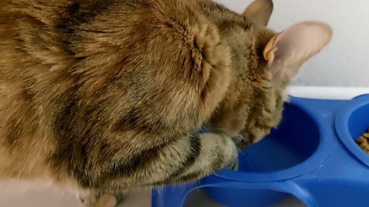 Кошачий ритуал по питью воды