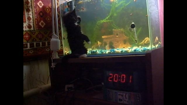 Котёнок и аквариум. Охота на рыб.