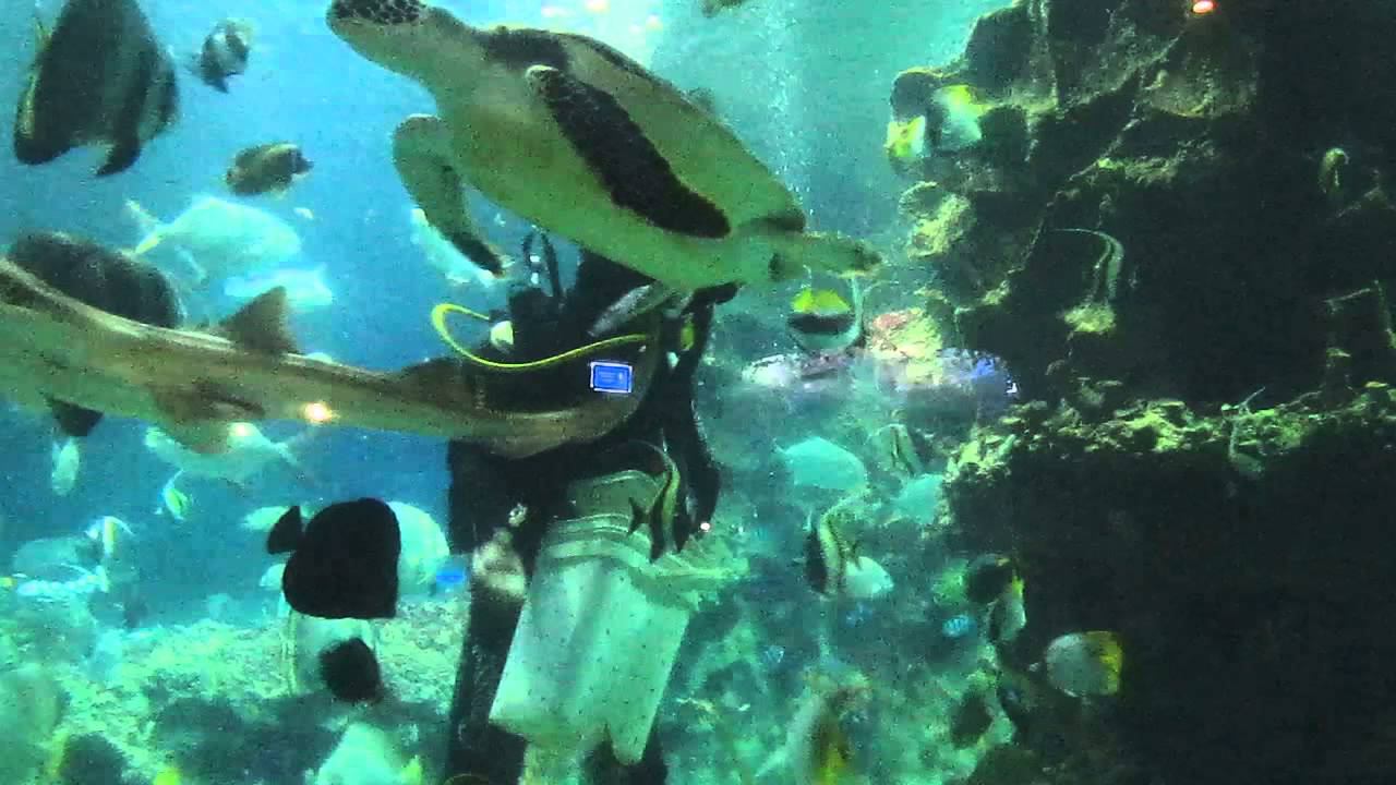 Океанариум в парке Винперл во Вьетнаме