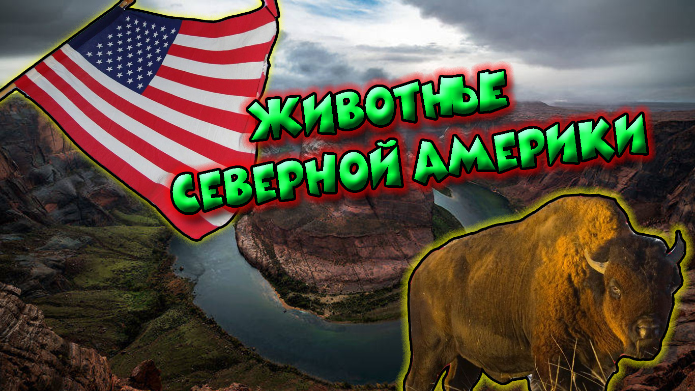 Животные Северной Америки