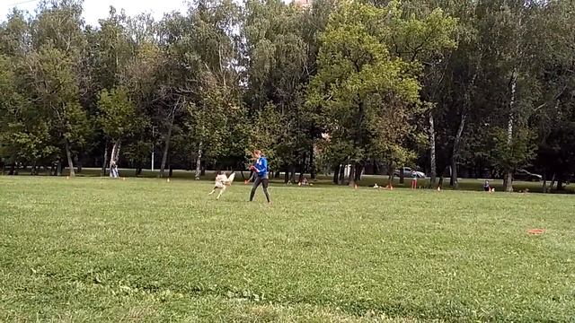 Полина и бордер-колли Вереск. Фризби-Фристайл..mp4