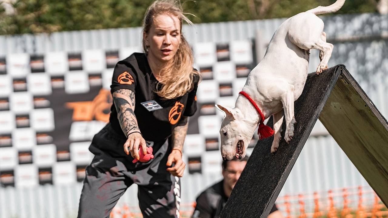 Минибуль Йоши на соревнованиях по пит-стафф многоборью