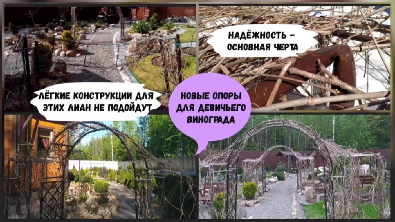Новые опоры для девичьего винограда ( июнь 2022 г.)