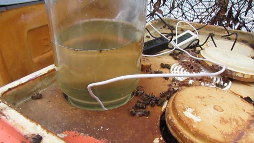 подкормка пчел в январе - сироп из банки берут, вылета пчел нет, пчелы сидят спокойно в клубе