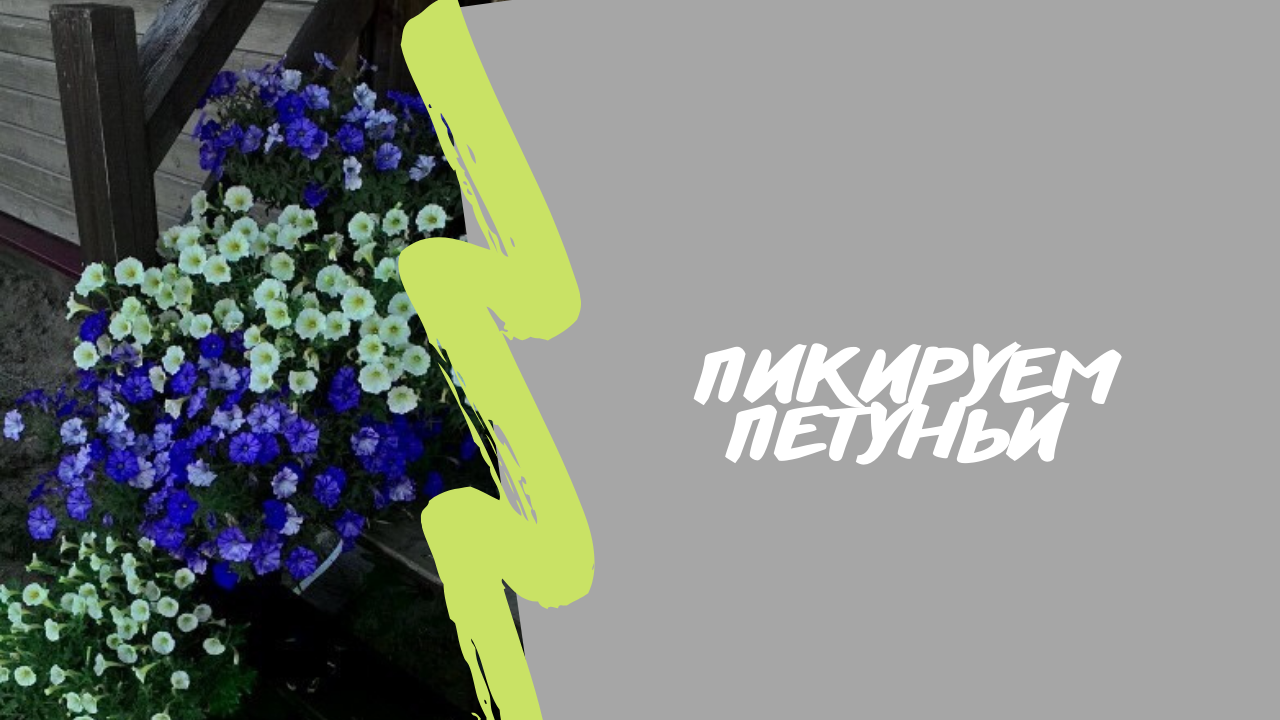 Диаметр одного кустика петуньи 2,5 метра?. Пикируем пока в стаканчики.