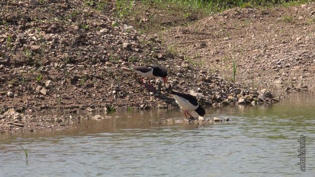 ГОЛОСИСТЫЕ КУЛИКИ