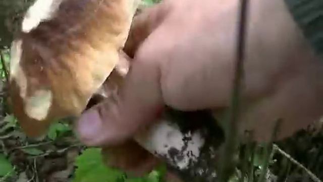 Грибная горячка