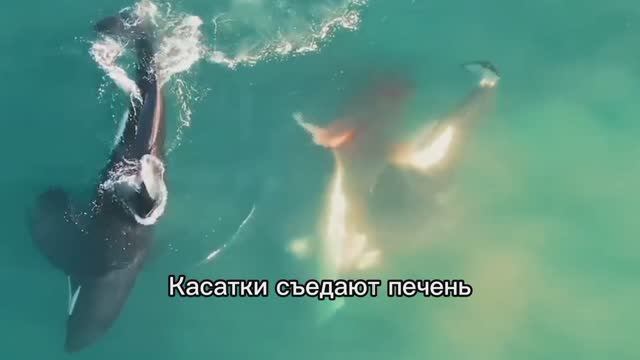 Уникальные кадры нападение касатки на Белую акулу