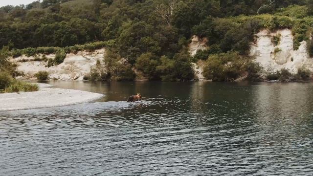 Wild animals, Камчатский край