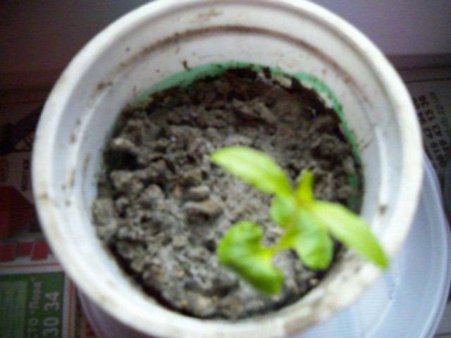 ГРАНАТ от семени до деревца, часть 1