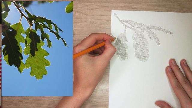 зарисовка ветки дуба.mp4