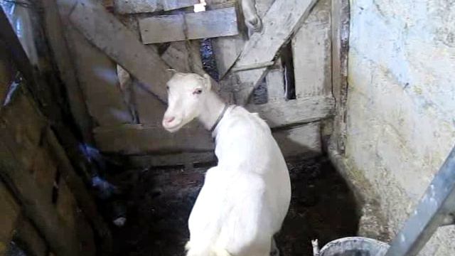 как реагирует коза на что-то новое