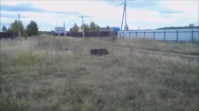 Кабан в деревне. Полеты на параплане