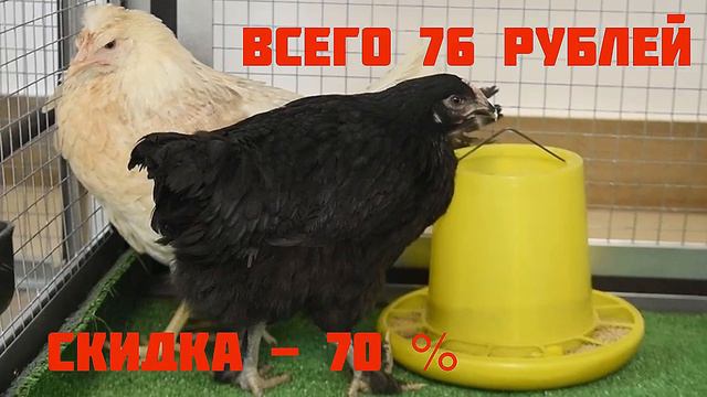 Бункерная кормушка для кур. Содержание и кормление кур. CrazyFerma.