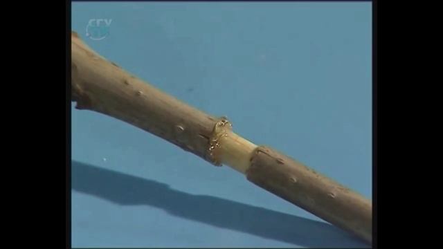 Значение стебля в жизни растения  биология 7 кл.mp4