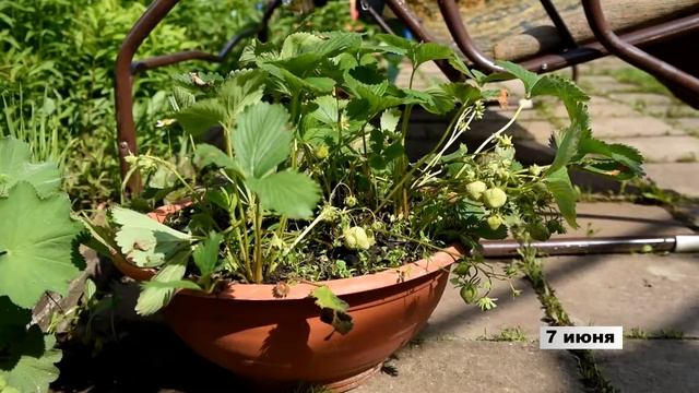 Секреты выращивания садовой клубники в кашпо как получить самый ранний урожай ягод