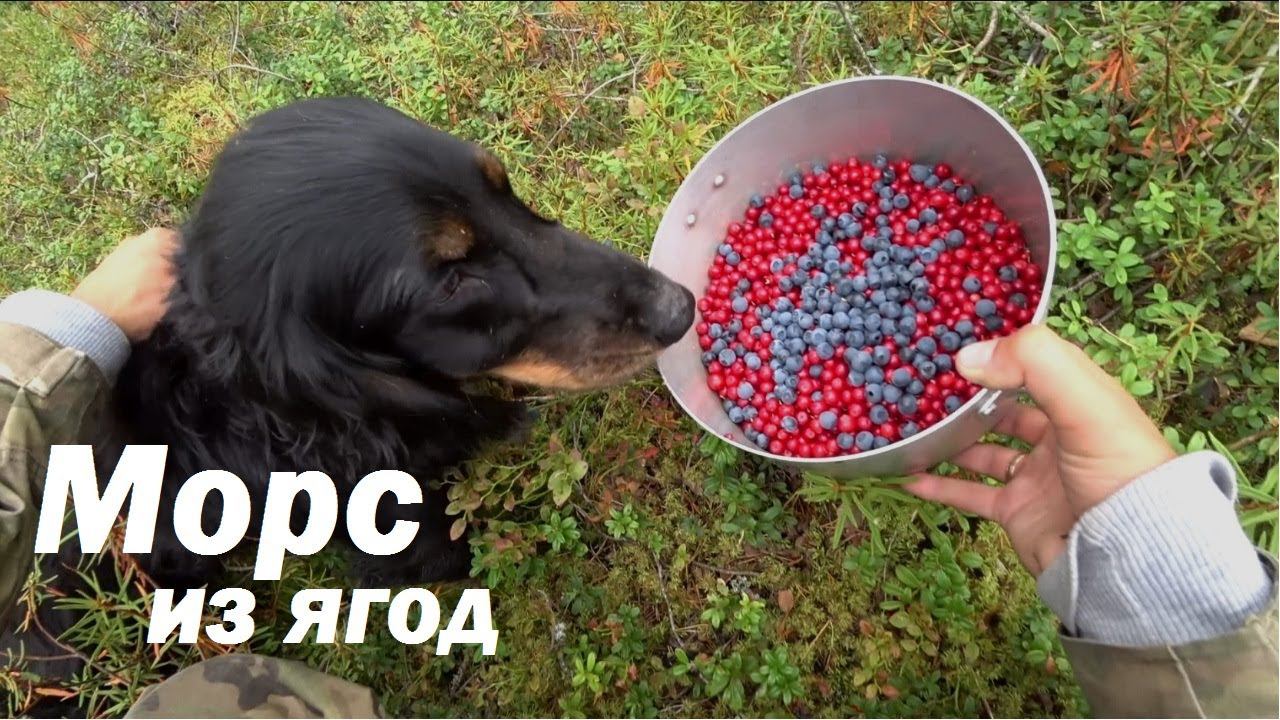 МОРС В ТАЙГЕ ИЗ ЯГОД. НАШЛИ ЗАБРОШЕННУЮ ИЗБУ. Дикое Озеро в лесу.