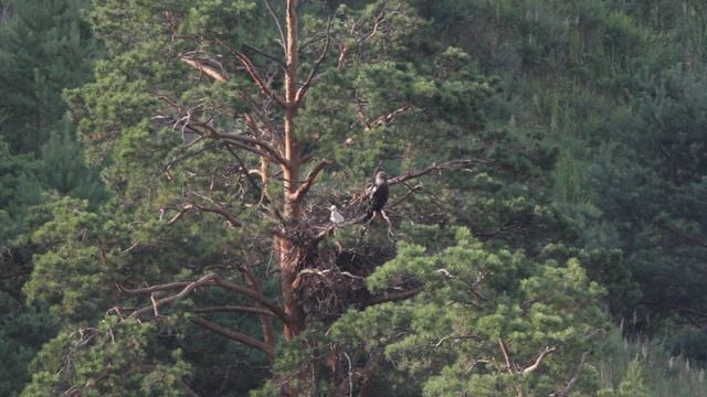 Aquila heliaca Алтынай, 2018 год, Татарстан