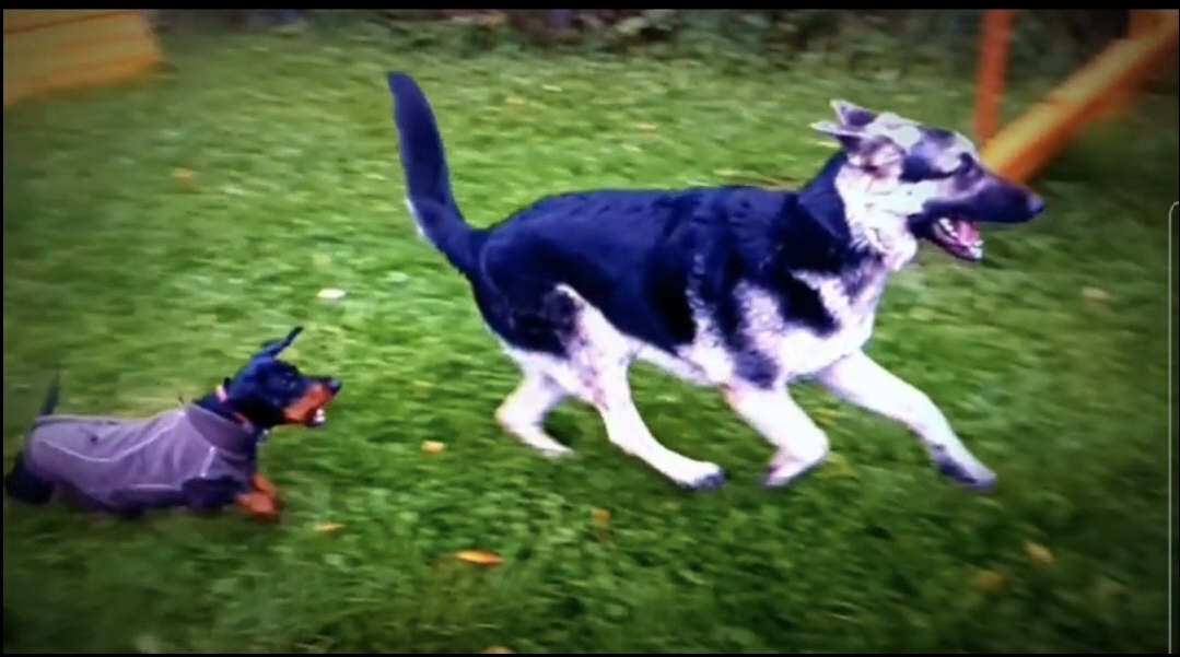 Лисёк - такса и Рой восточно-европейская овчарка