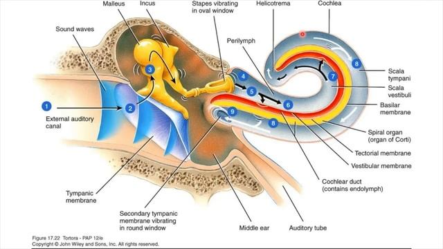 Внутреннее ухо